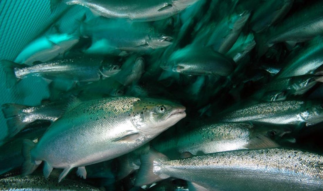 Salmon feed for farmed salmon - EWOS